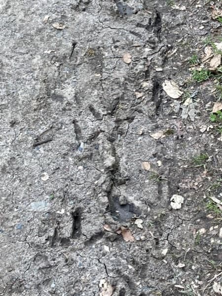 Winter Walk Challenge | 511 Contra Costa